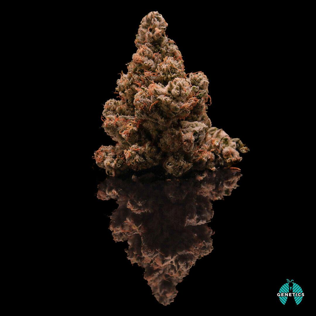 Motorbreath #15 - Maitri Genetics