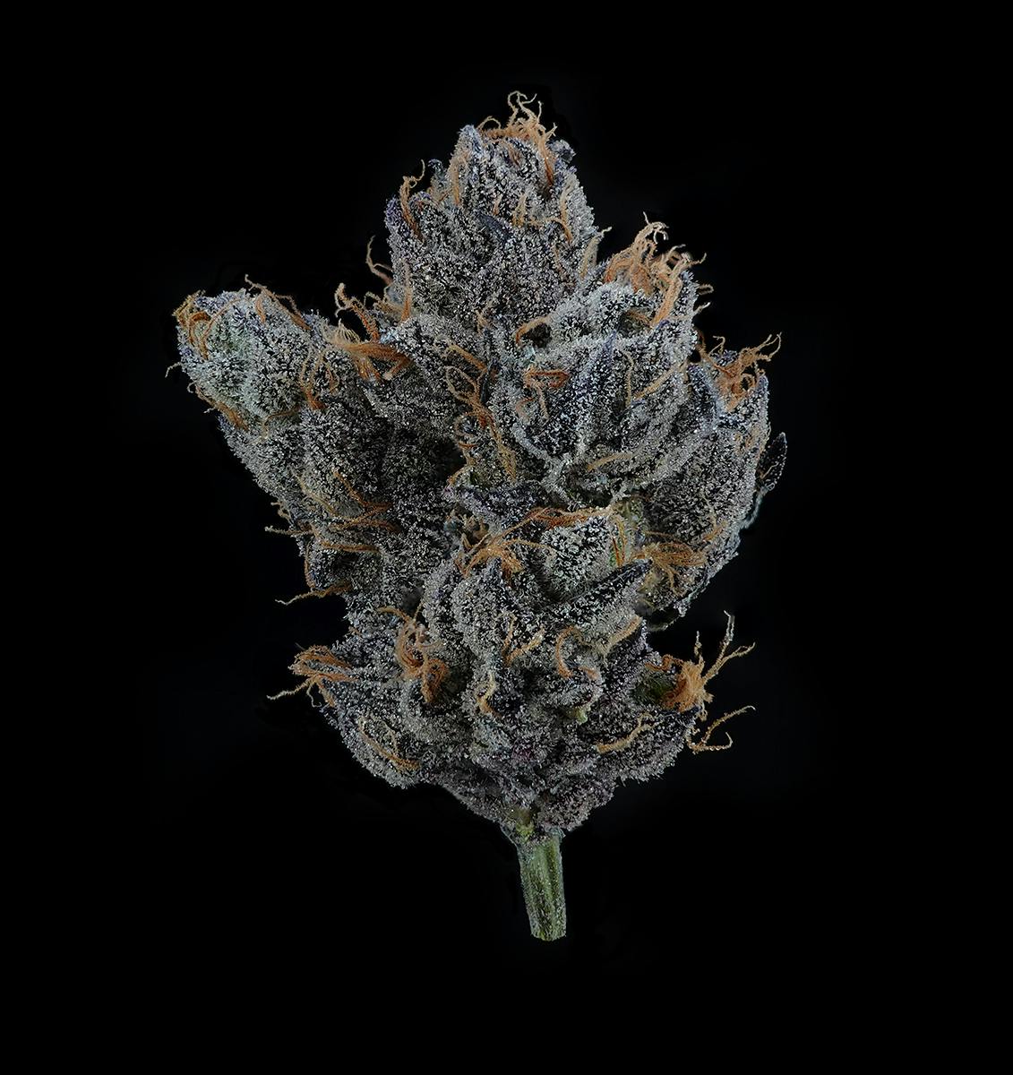 Pink Ritz - Brave Boat Gardens