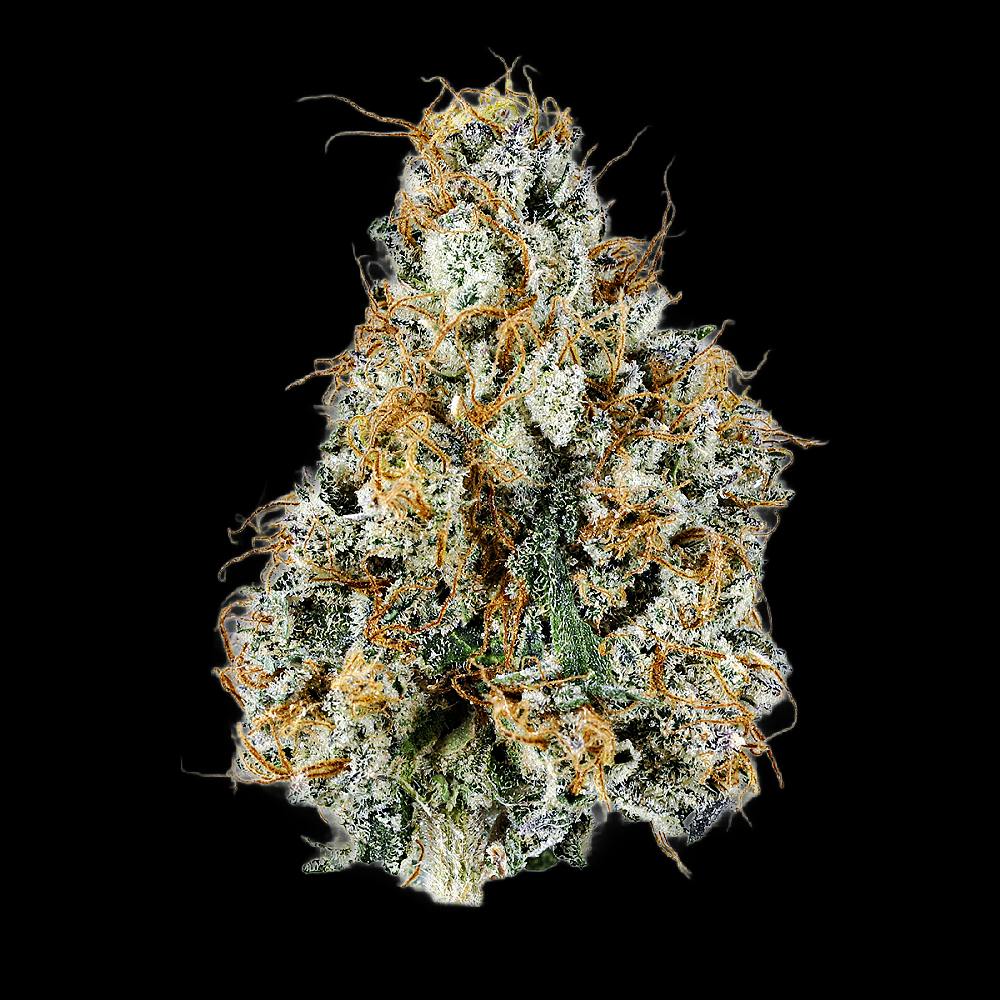 Caleta Flower | Gary Peyton - Auraz