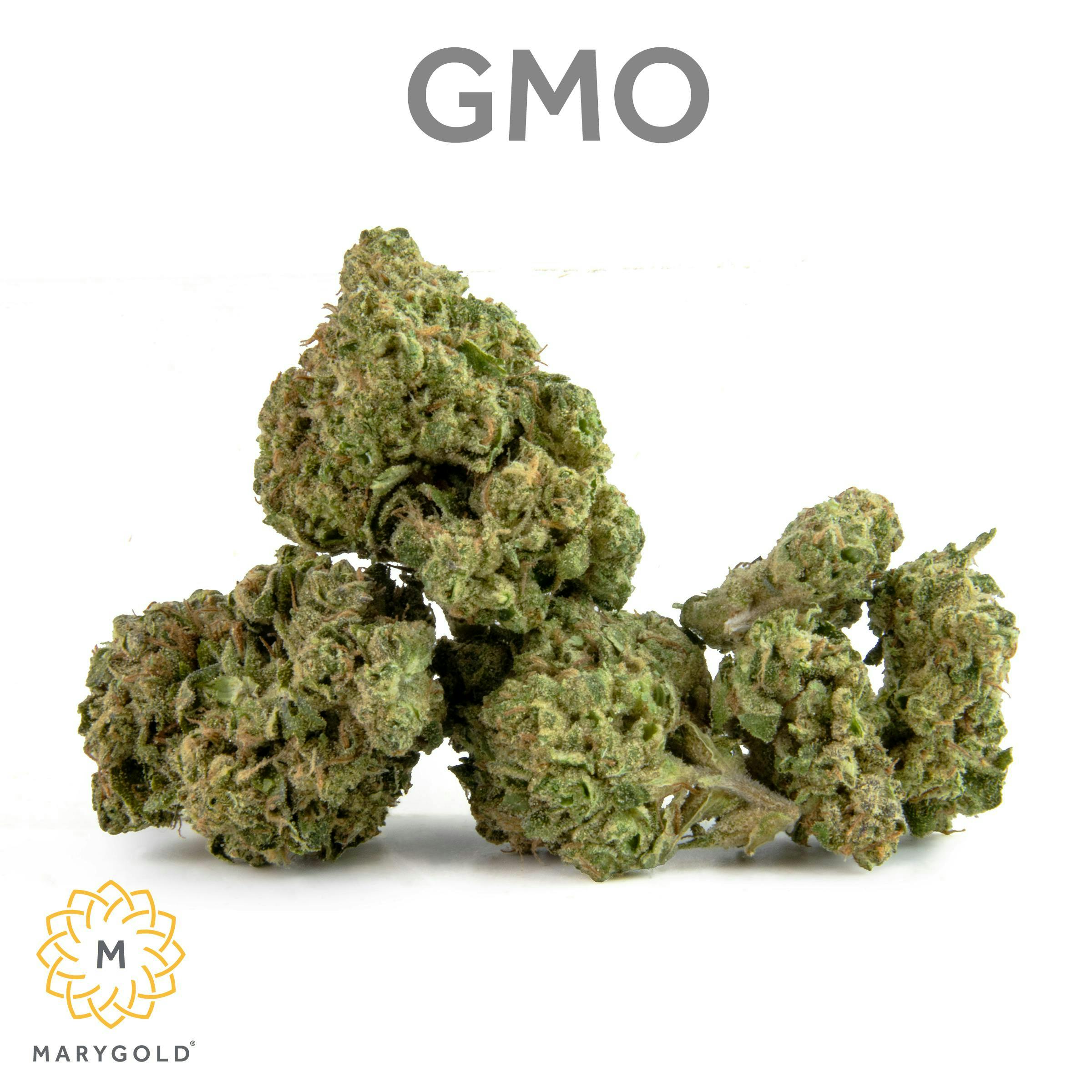 Marygold | GMO | Big Buds | 3.5g - Marygold