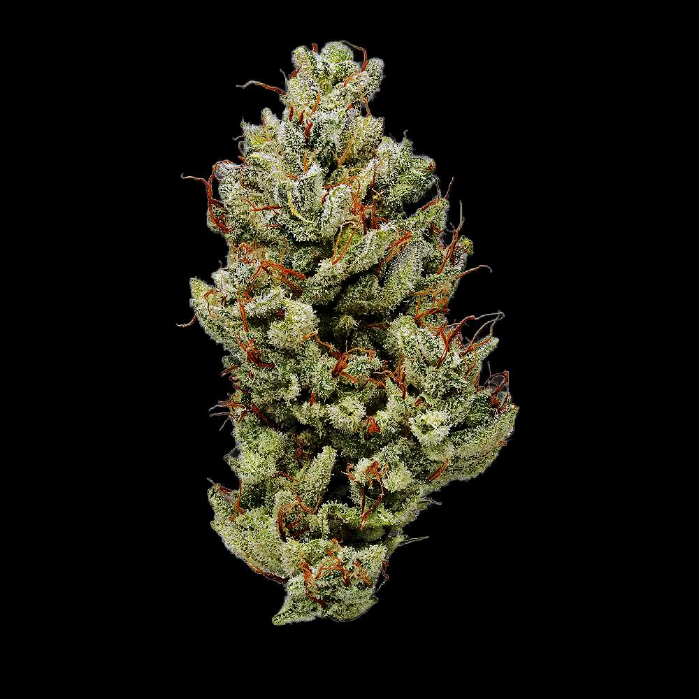 Caleta Flower | Blue Power - Auraz