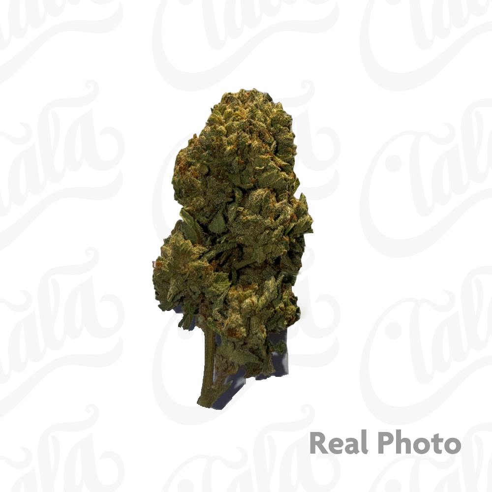 Gelato 33 - 14 gram - Stingers