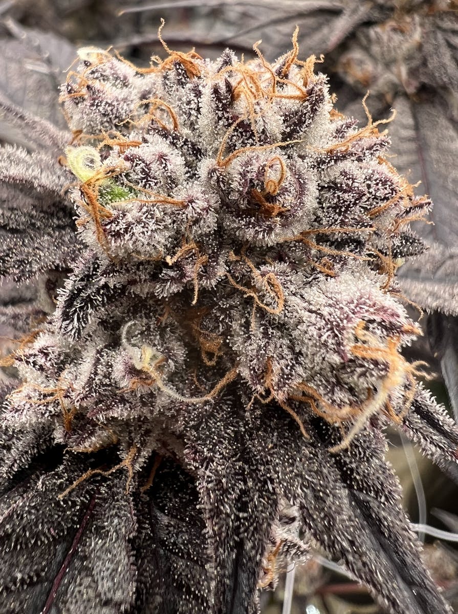 Garlic Icing - Inhale Brand