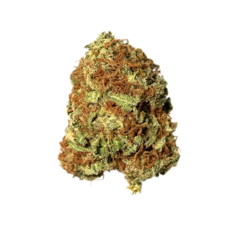 Bloom Montana | 8" Bagel | Gold | Flower | 14G - Bloom Montana
