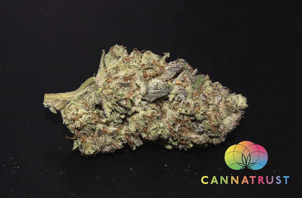 GovernMint Oasis 1/2 Ounce/14Grams(29%THC, Hybrid) - Trusty Transportations