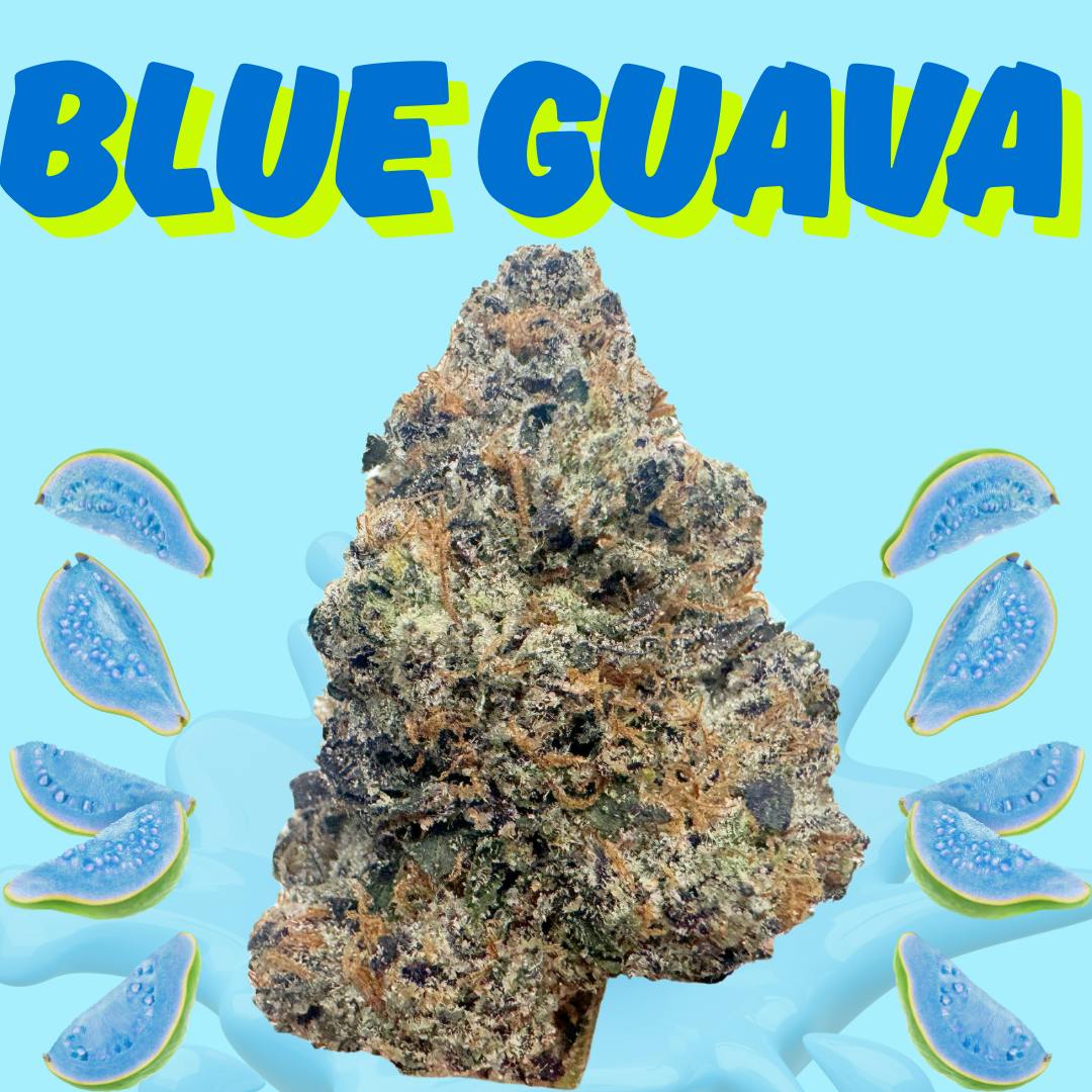 Blue Guava | Top-Shelf | Indoor | Limited Drop! | 7g | Quarter - SUPPLY LA