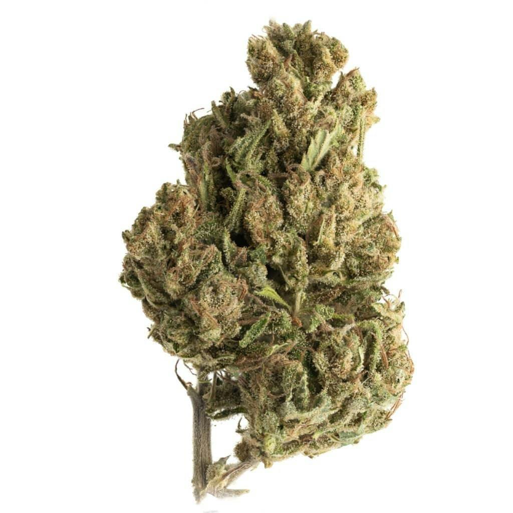 Purple Octane - Sungrown - LA Native