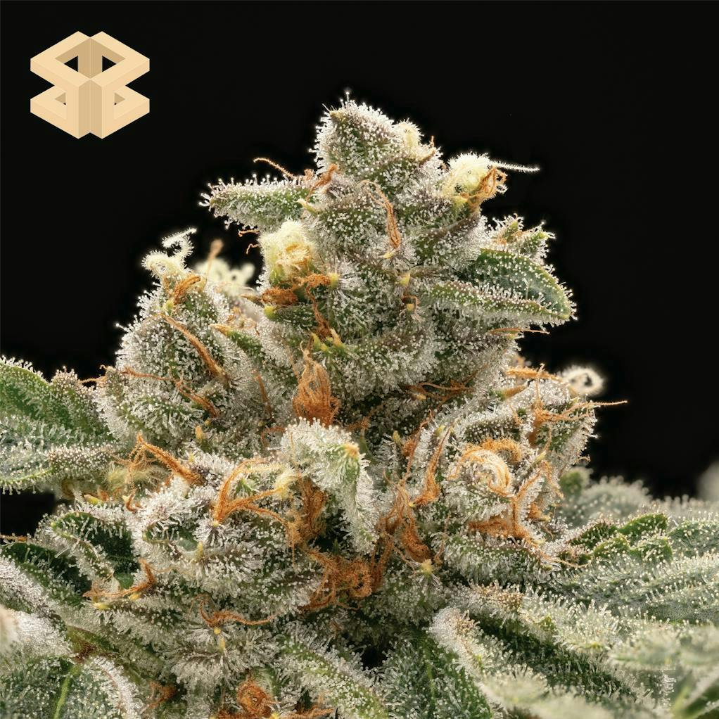 Burly Botanicals | Ground Beef #28 | 14G Pre-Pack Flower - Mango ...