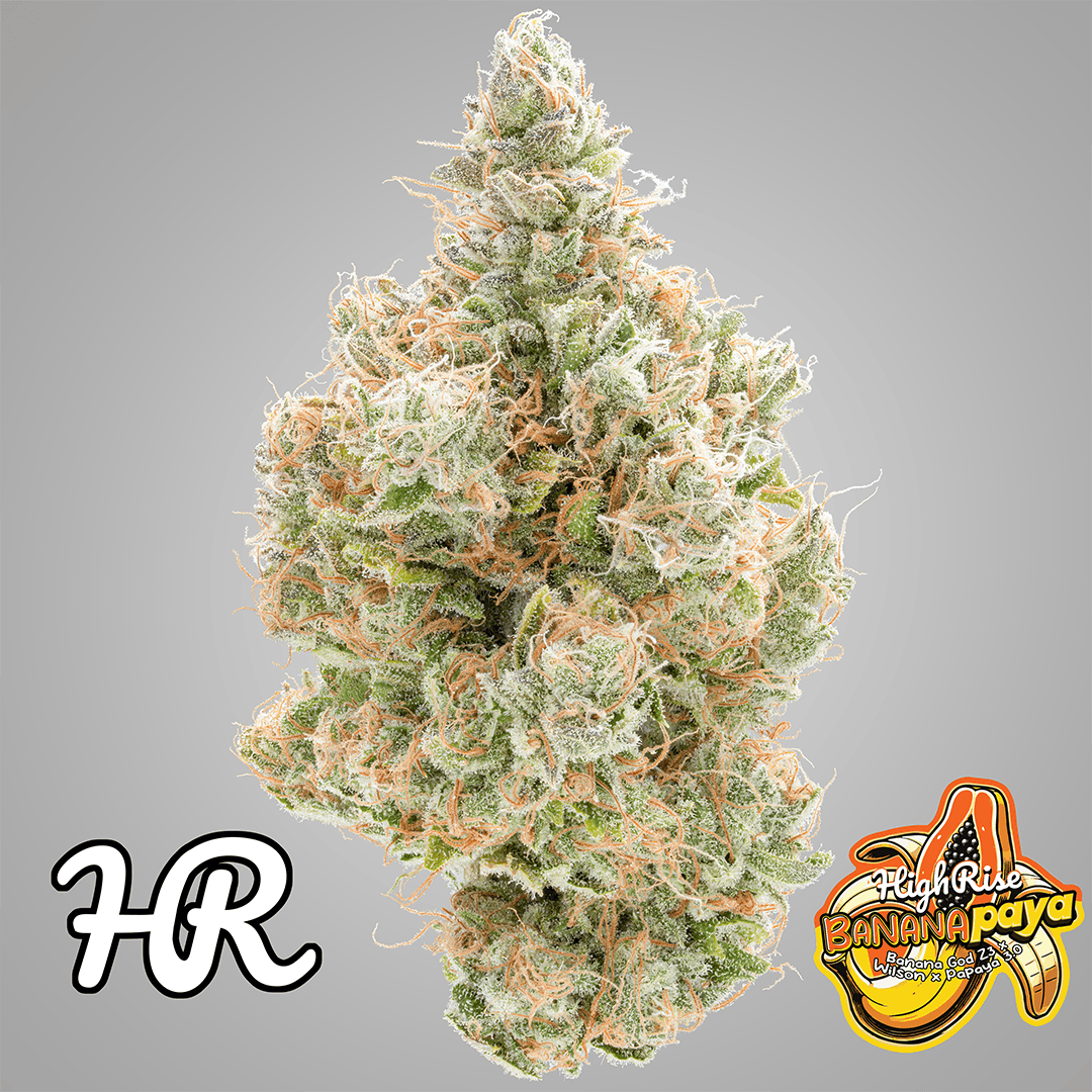 Banana Papaya | High Rise Cannabis - High Rise