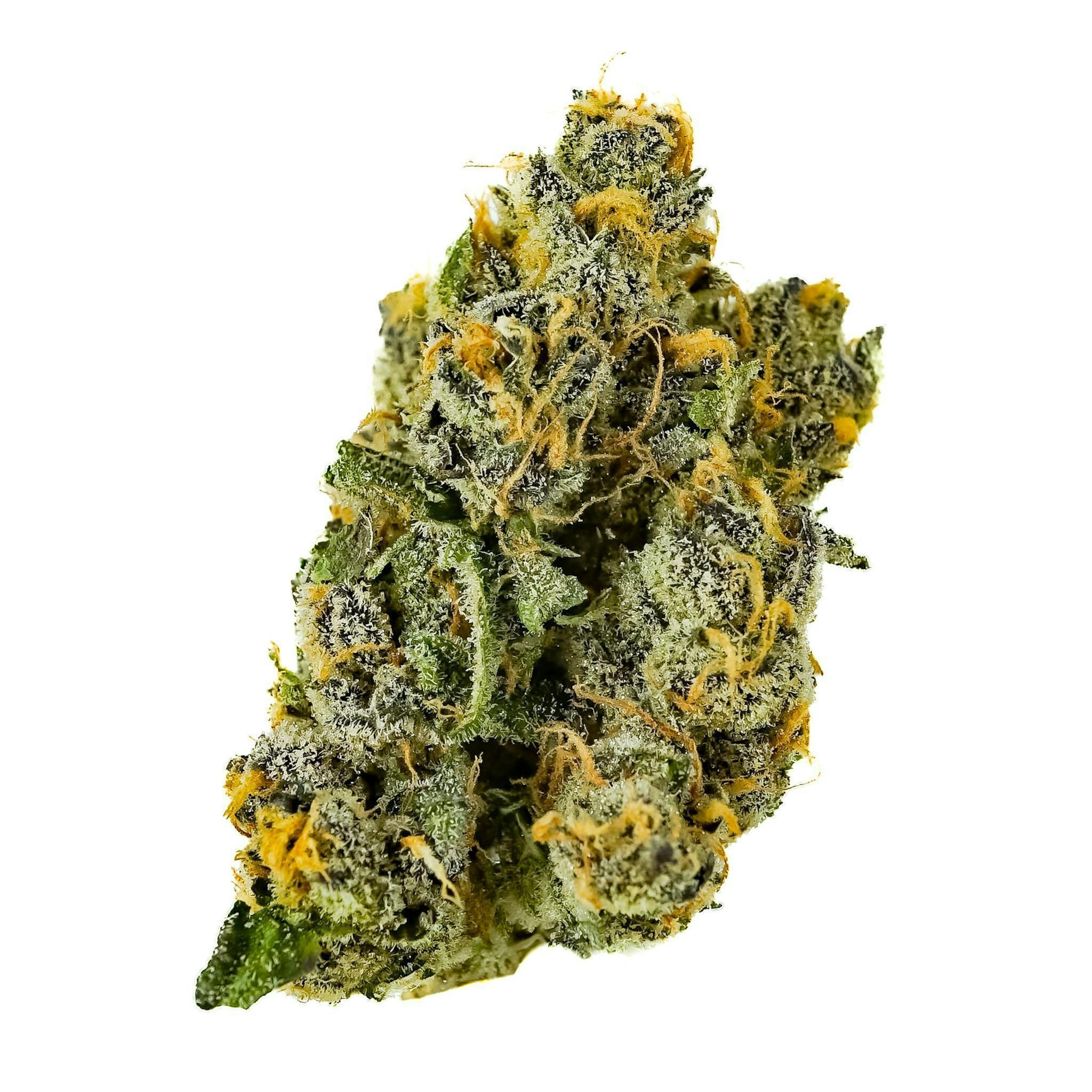 Prūf Cultivar | Gumi #3 | Smalls | 14G - Prūf Cultivar