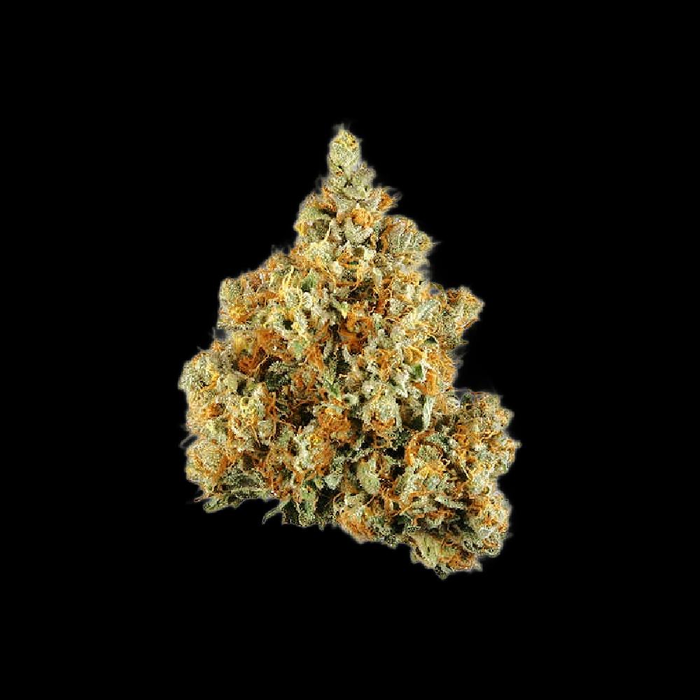 Caleta Flower | Honey Cream - Auraz