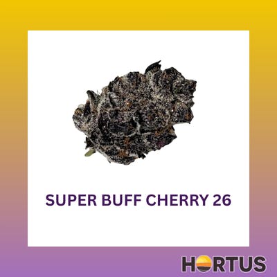 Super Buff Cherry 26 - Hortus