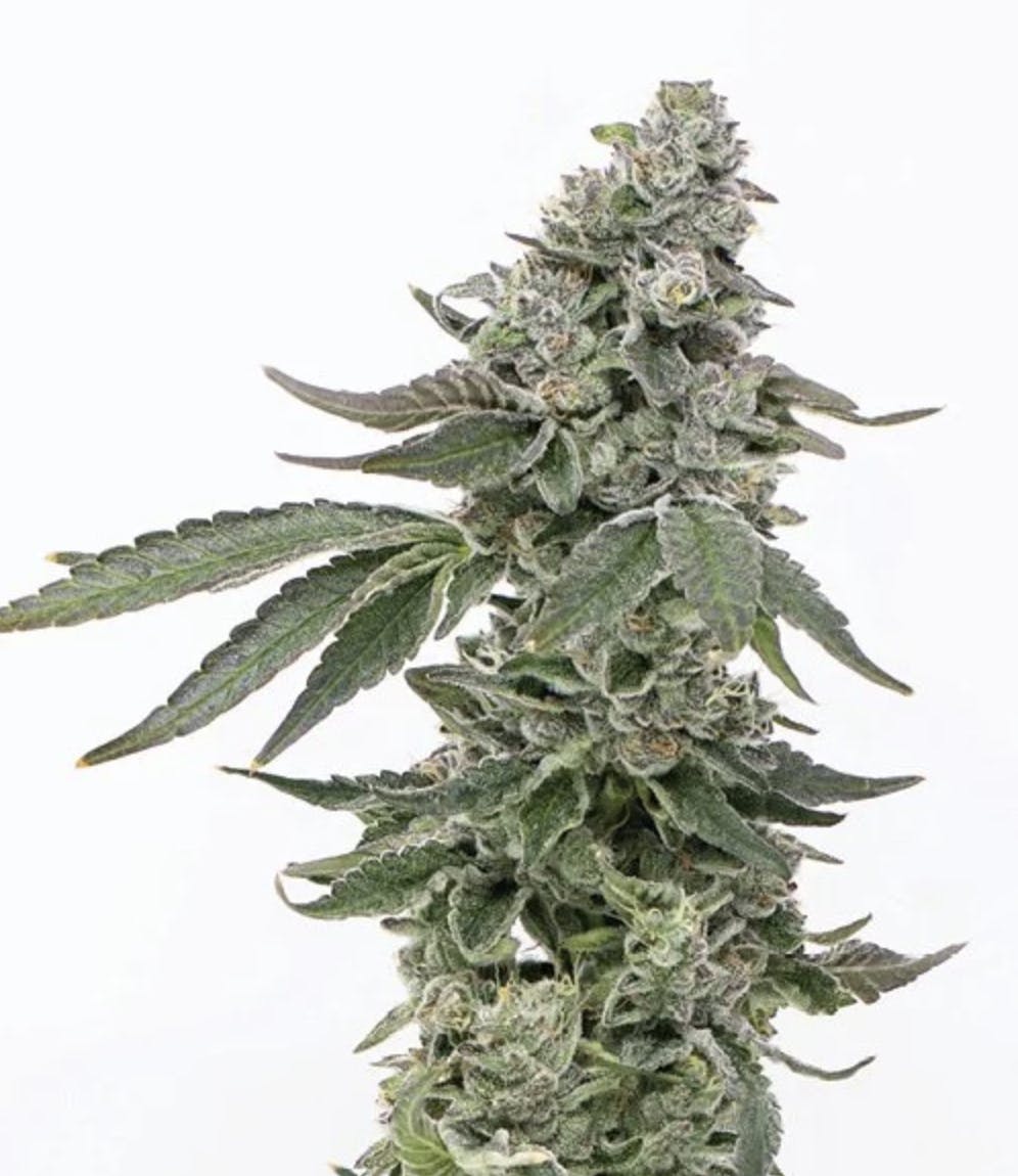 Grown Rogue | Grease Monkey | Flower - Grown Rogue