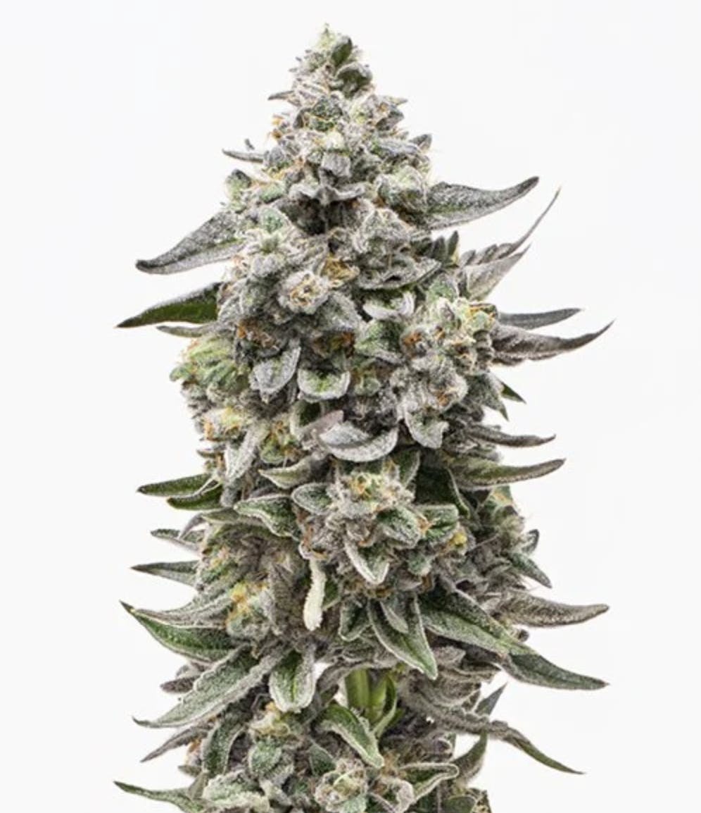 Grown Rogue | Blue Runtz | Flower - Quality Roots Monroe | Weedmaps