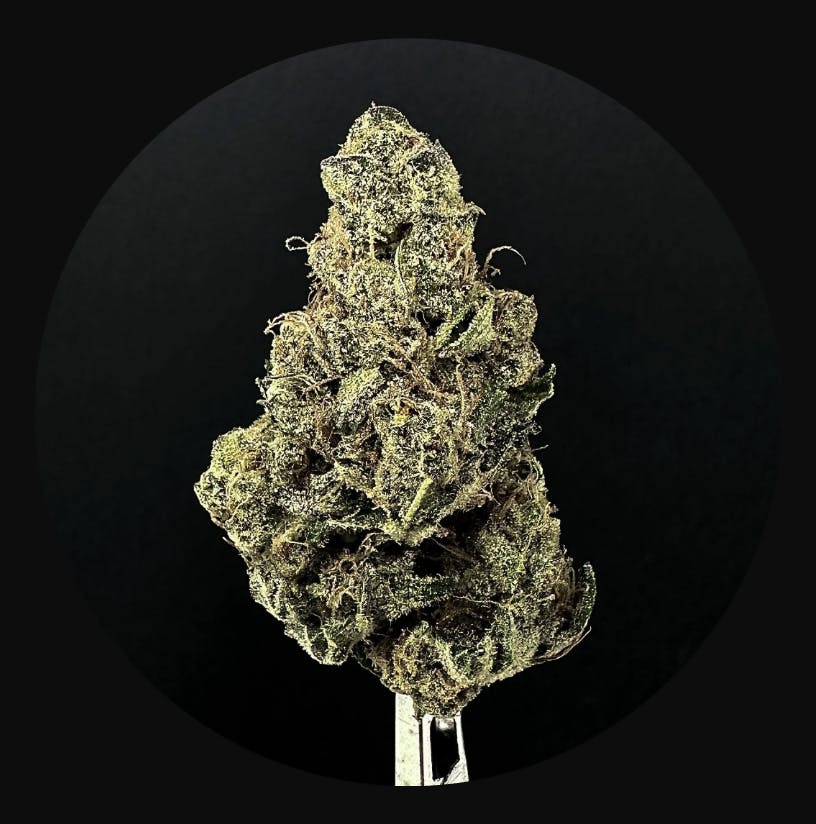Unicorn Poop | Smalls | 7G - Blue Sage
