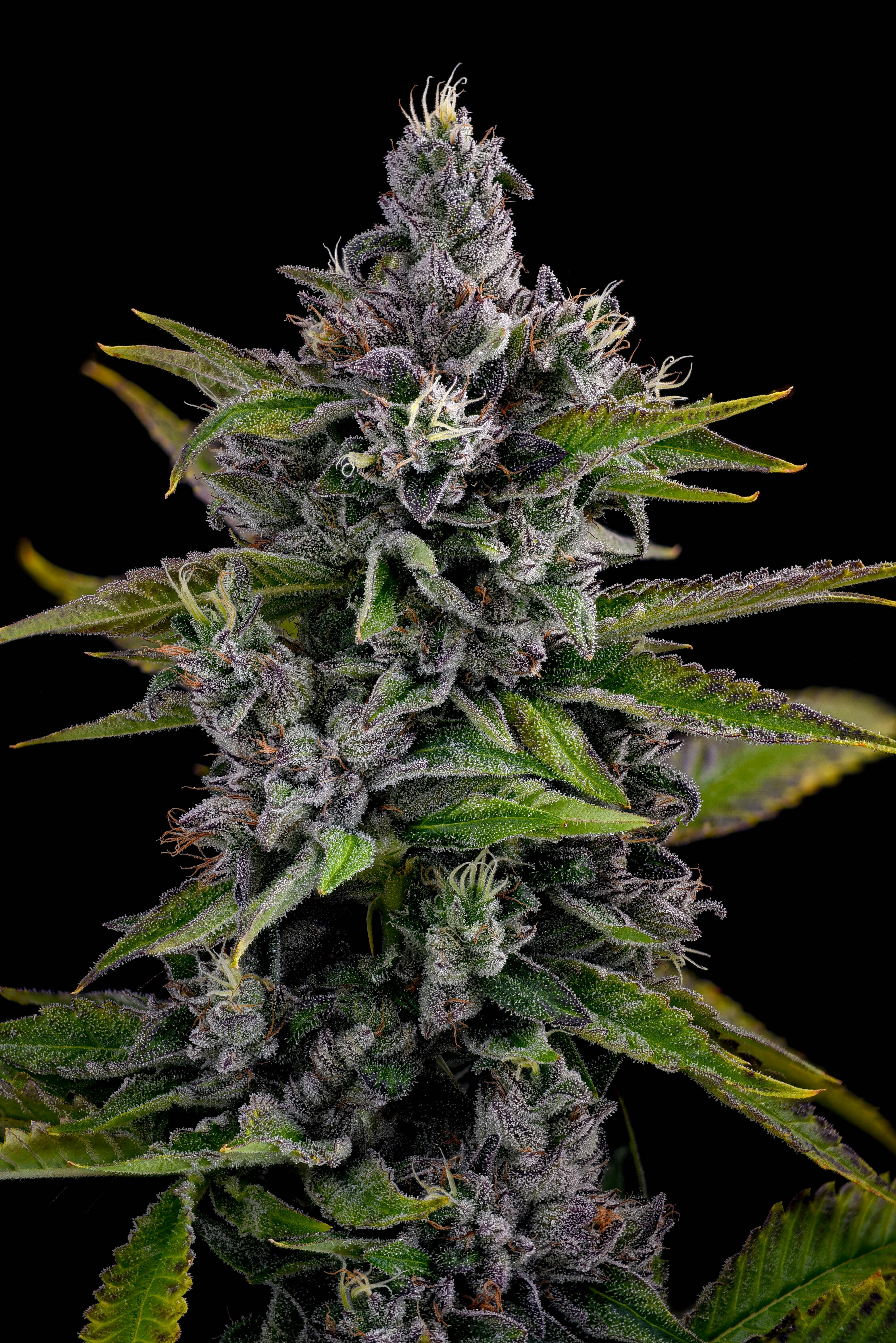 Alien Rock Crystal Bulk Flower - Locol Love