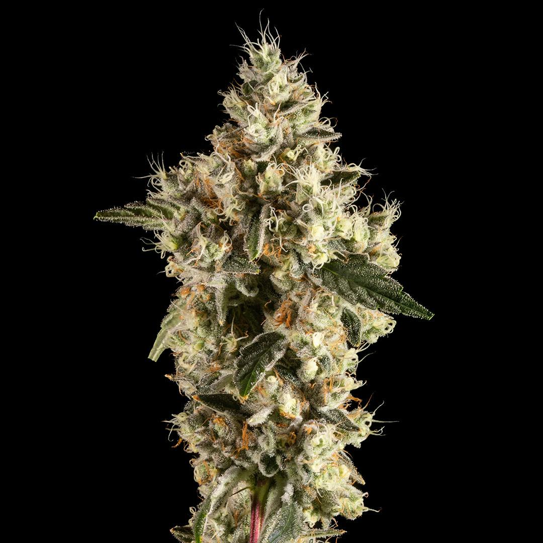 14er | Mellow Dawg | 3.5g Flower - 14er Extractions