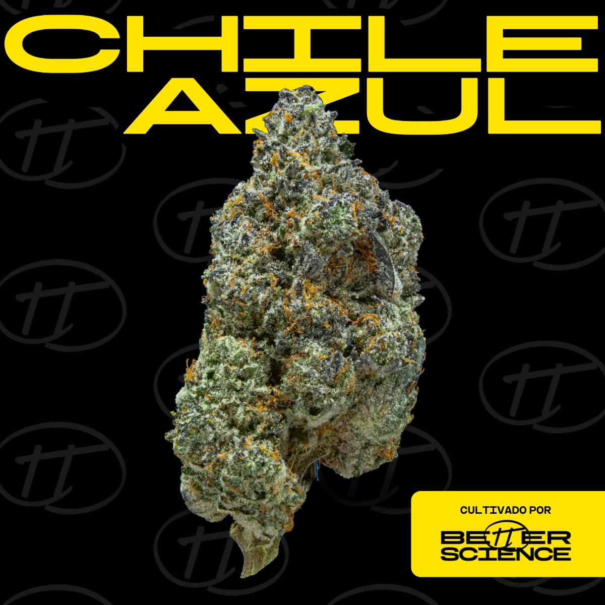 BSC - Chile Azul - Flor - Better Science