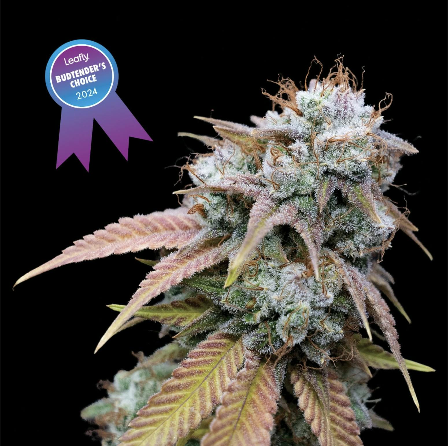 Grape GMO | Upstate Elevator Operators | Flower | 3.5G - Upstate ...