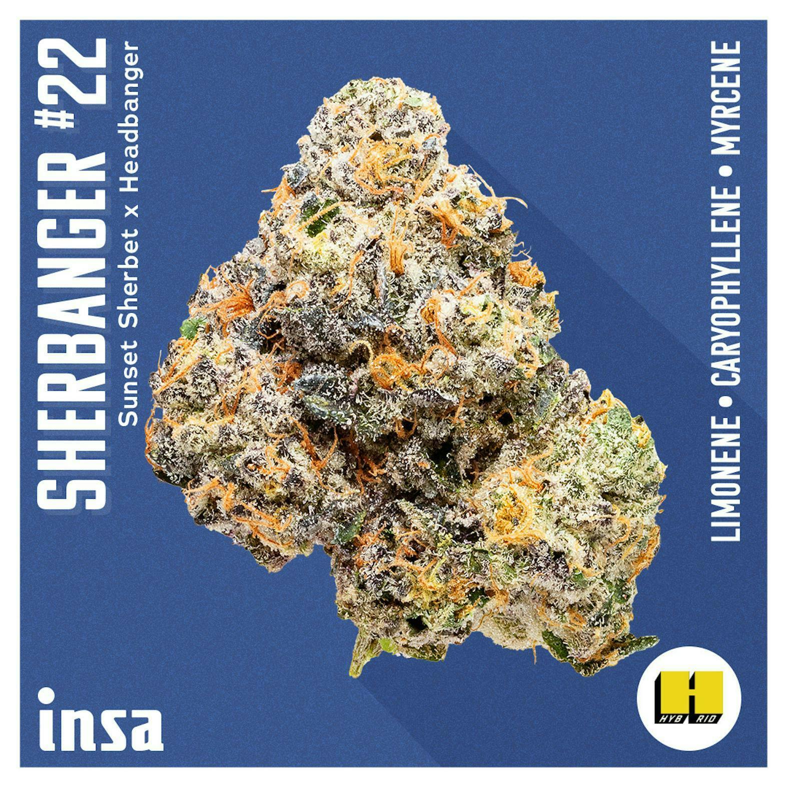 INSA - Sherbanger 22 - 28g Large Pack Flower - INSA