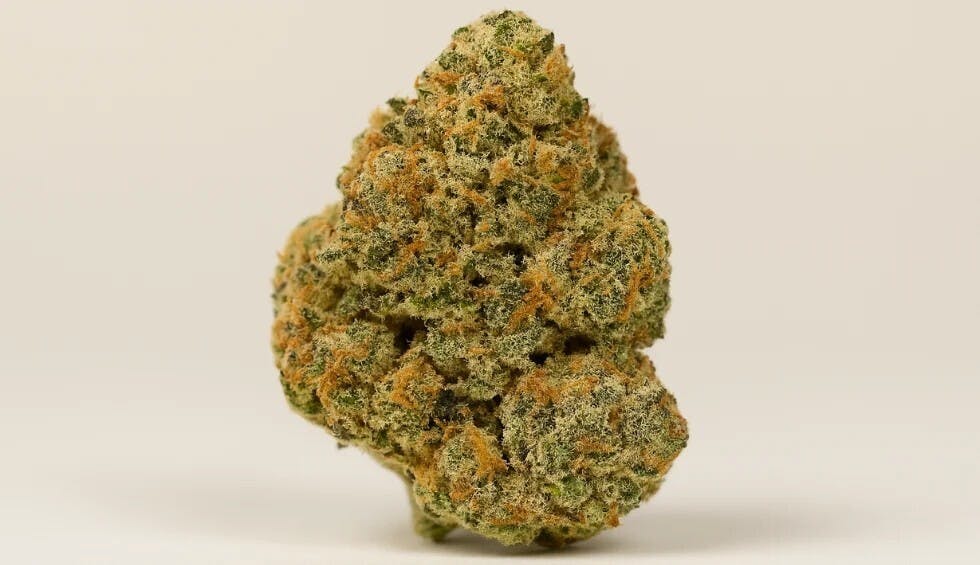 Rare Dankness | Biscotti OG | Flower | 28g - Rare Dankness