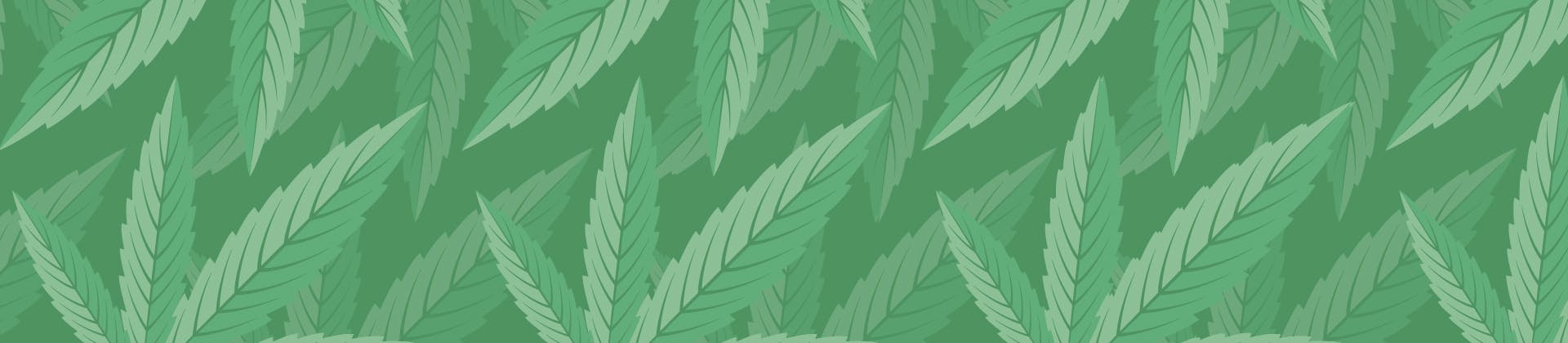 Longbottom Leaf Weed Strain Information | Weedmaps